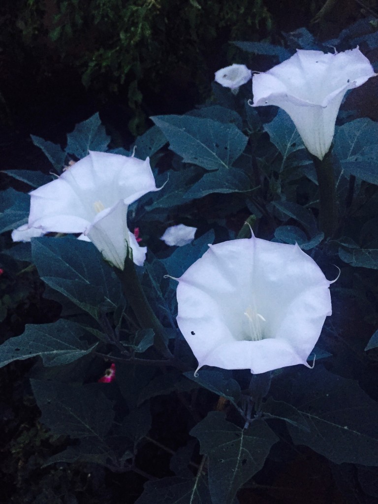 Magical Datura - Santa Fe Gardening Blog