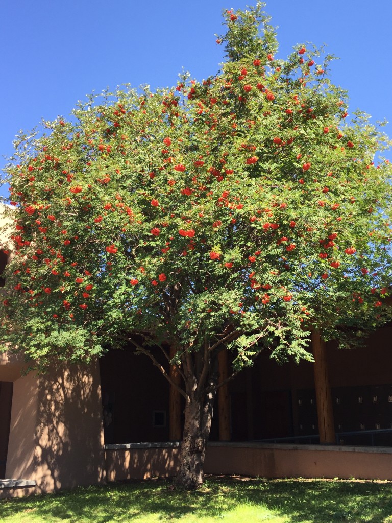 August Favorites in Santa Fe - Santa Fe Gardening Blog